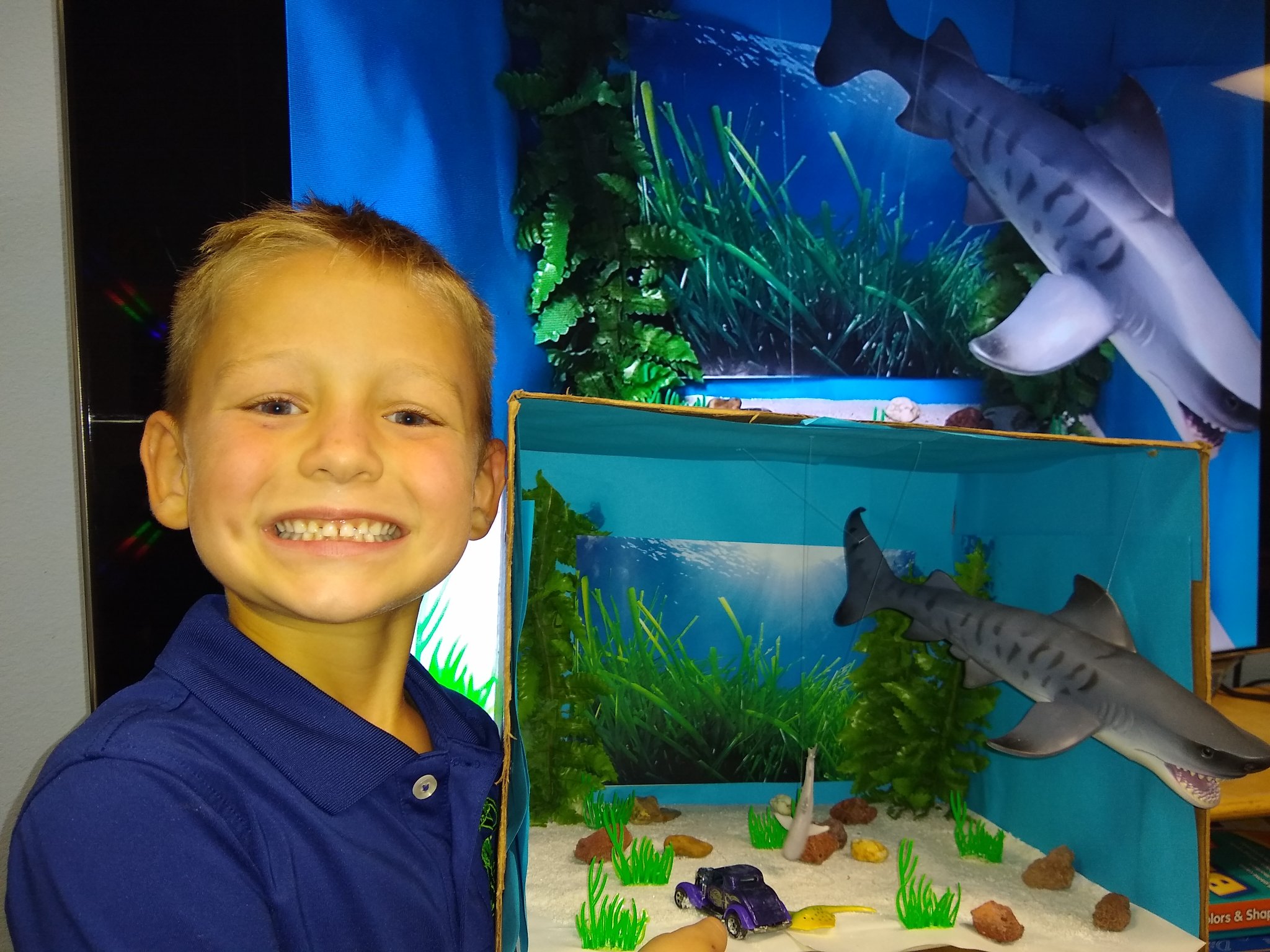 Great White Shark Habitat Diorama Shark Cage Diving Gansbaai | White