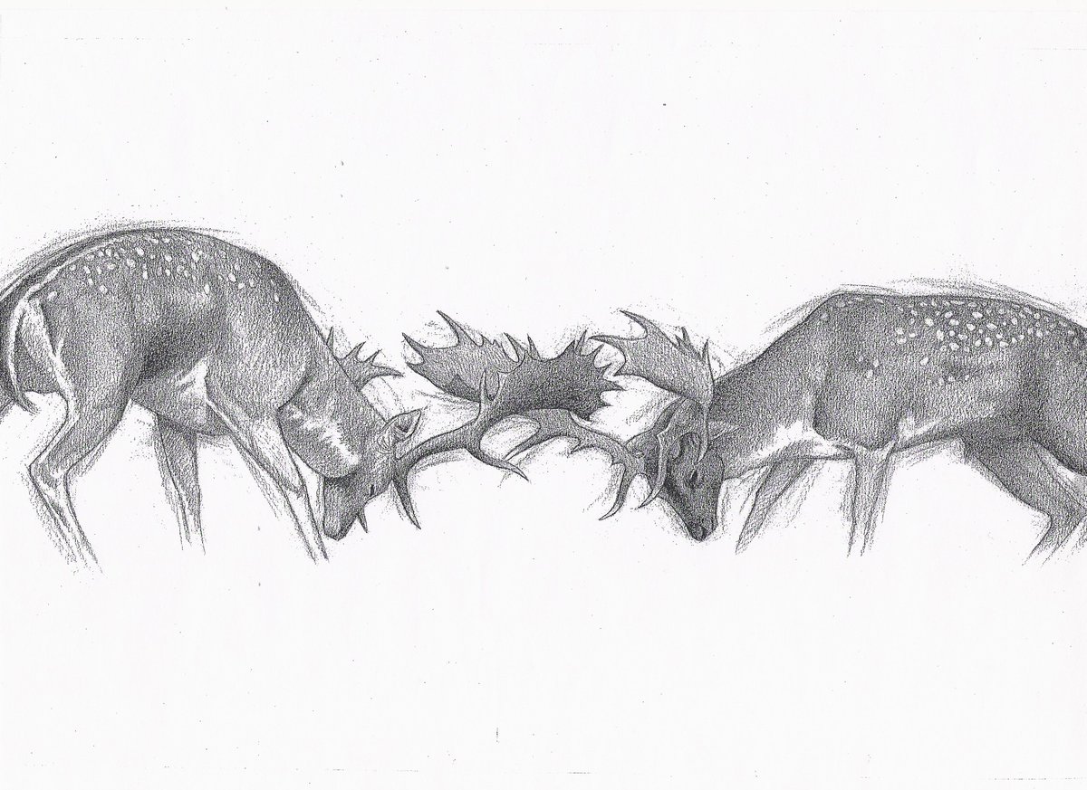 Bucks Fighting Drawing