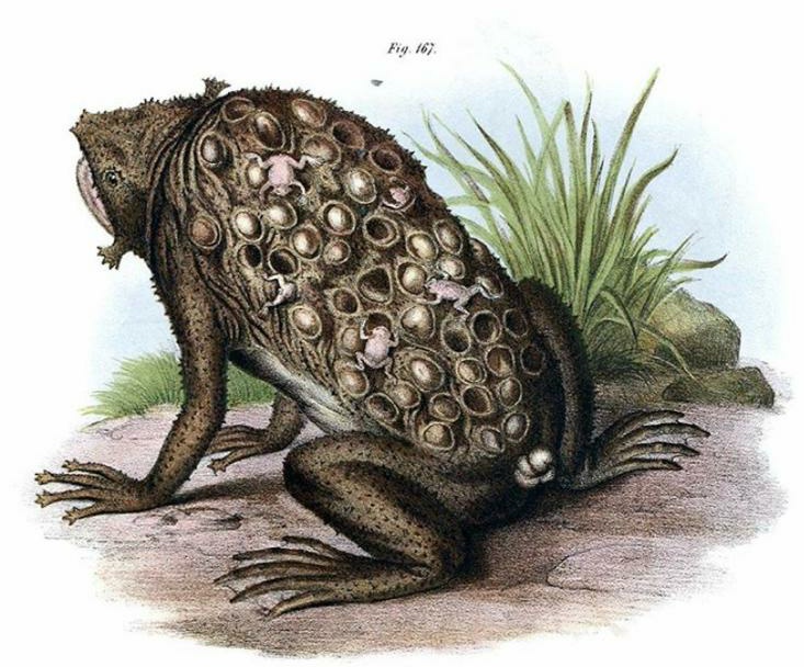 Frog Giving Birth Through Back