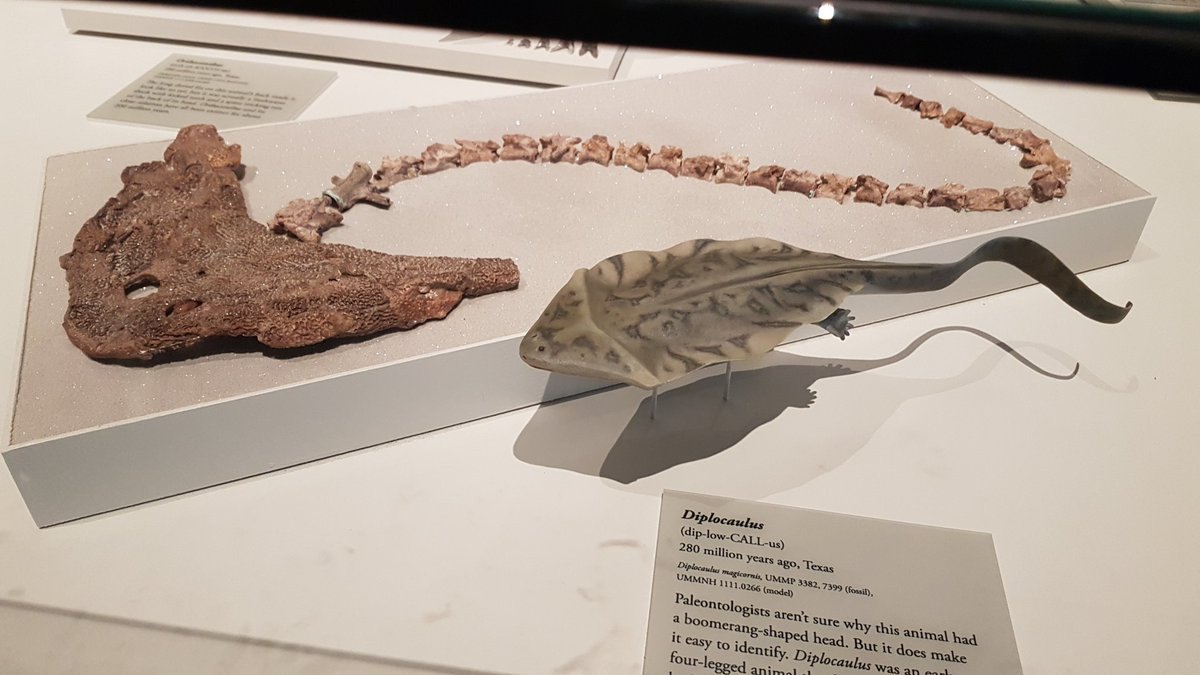 Hammerhead Salamander Diplocaulus