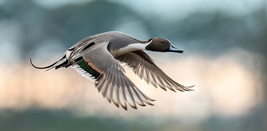 Pintail Wallpaper