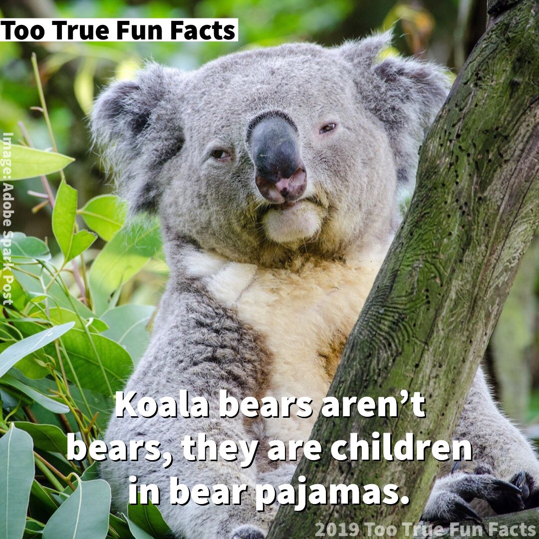 10 Memes De Koalas Koala Meme Memes & GIFs Imgflip