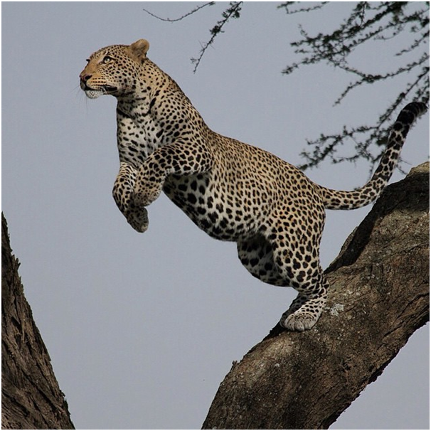 Leopard Jumping