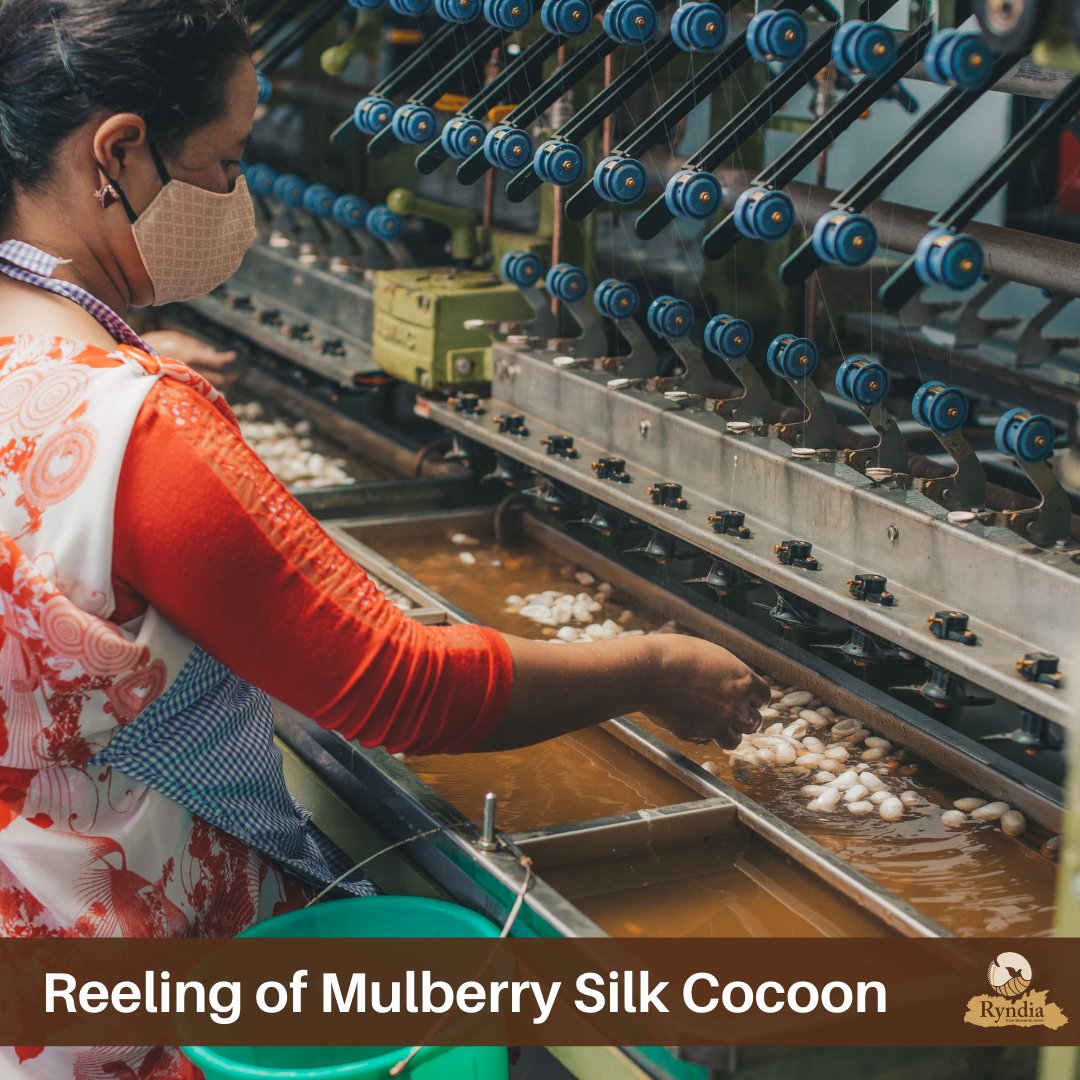 Reeling Of Silk From Cocoon