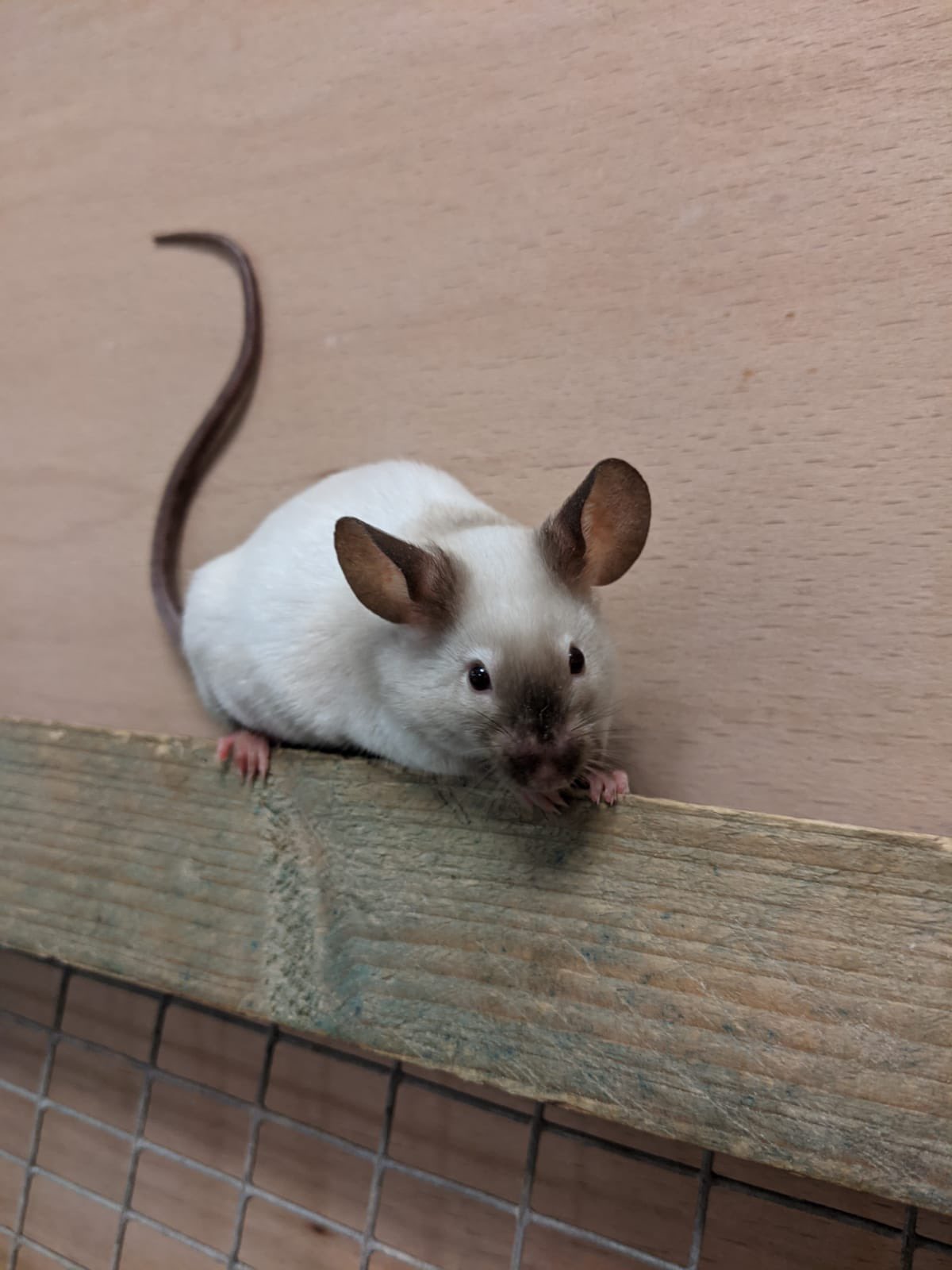 Seal Point Siamese Rats