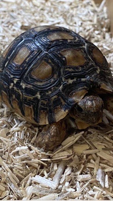 Welcome to Russell Street School