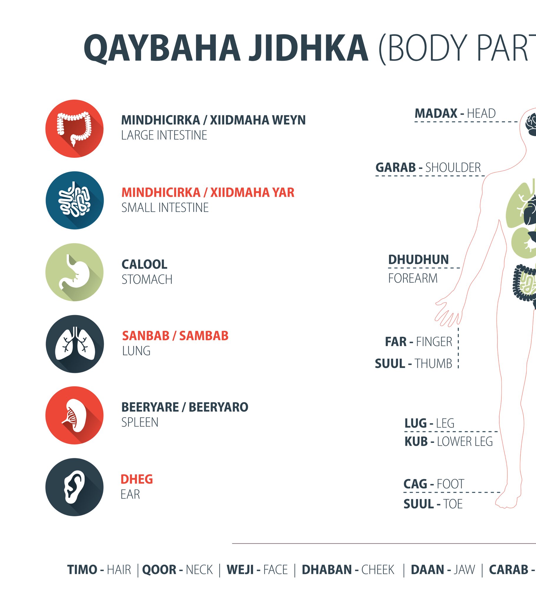 Somali Body Parts WHO EMRO | News | Somalia Site
