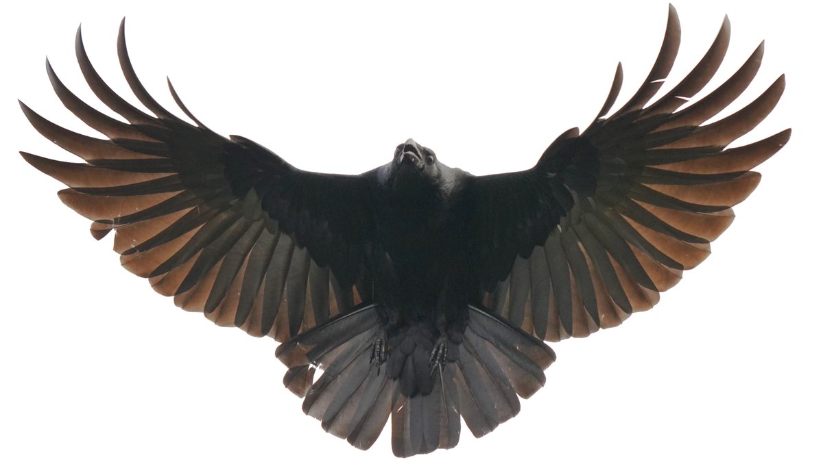 Flying Crows Front View