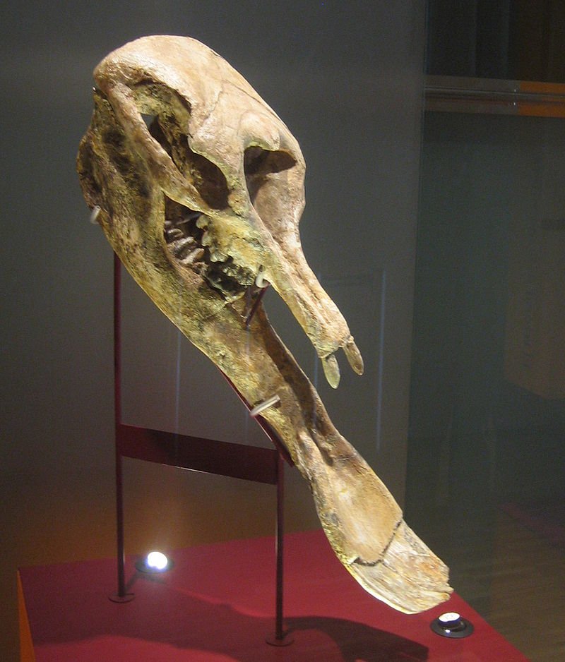 Platybelodon Skeleton