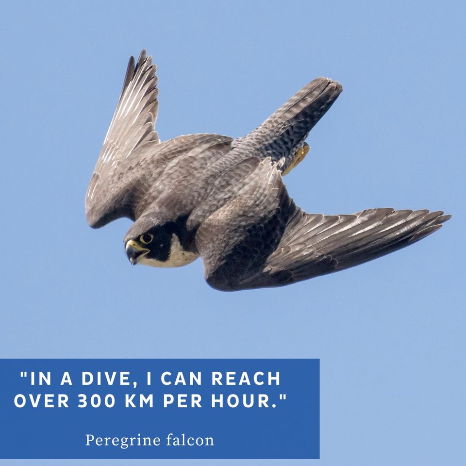 Peregrine Falcon Diving