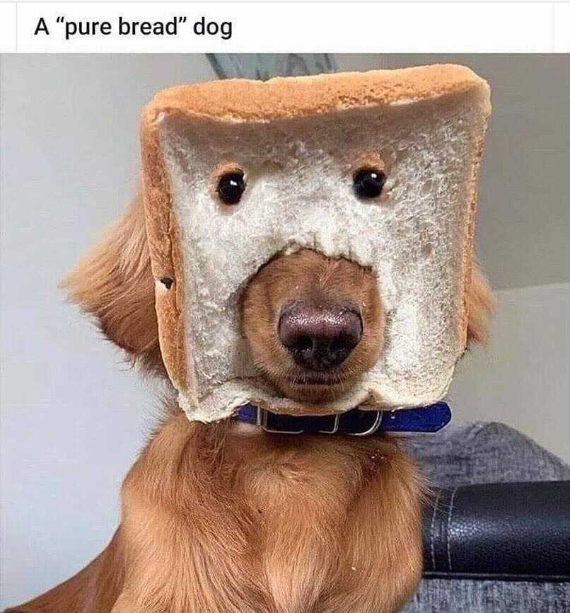 Youre Welcome Meme Dog