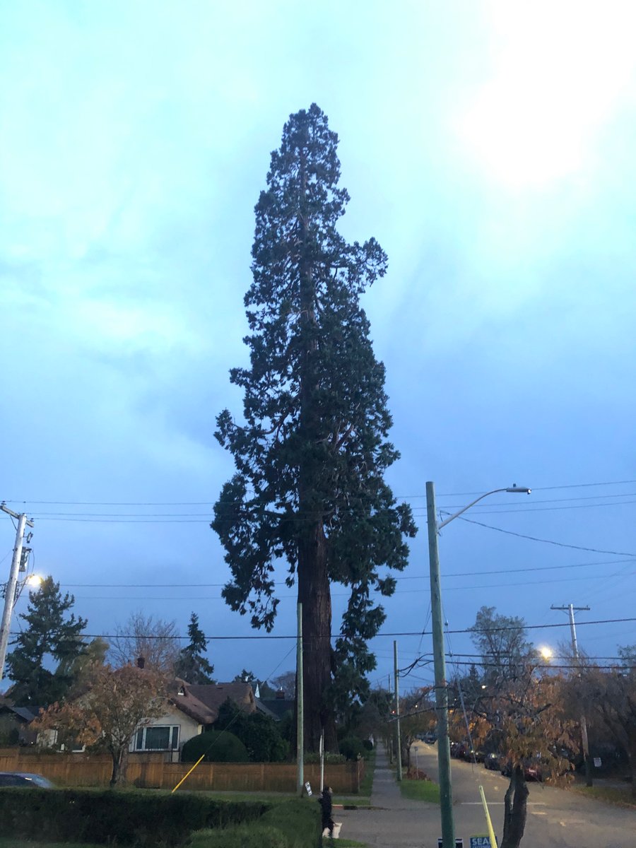 This is the tallest tree in Victoria : r/bc_canada
