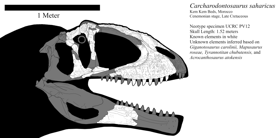 Mapusaurus Skull