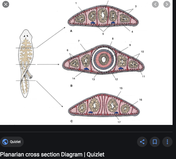 Planaria Diagram Cross Section File: