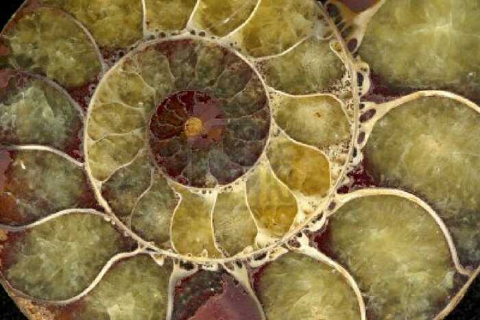 Fibonacci Spiral In Nature Shell