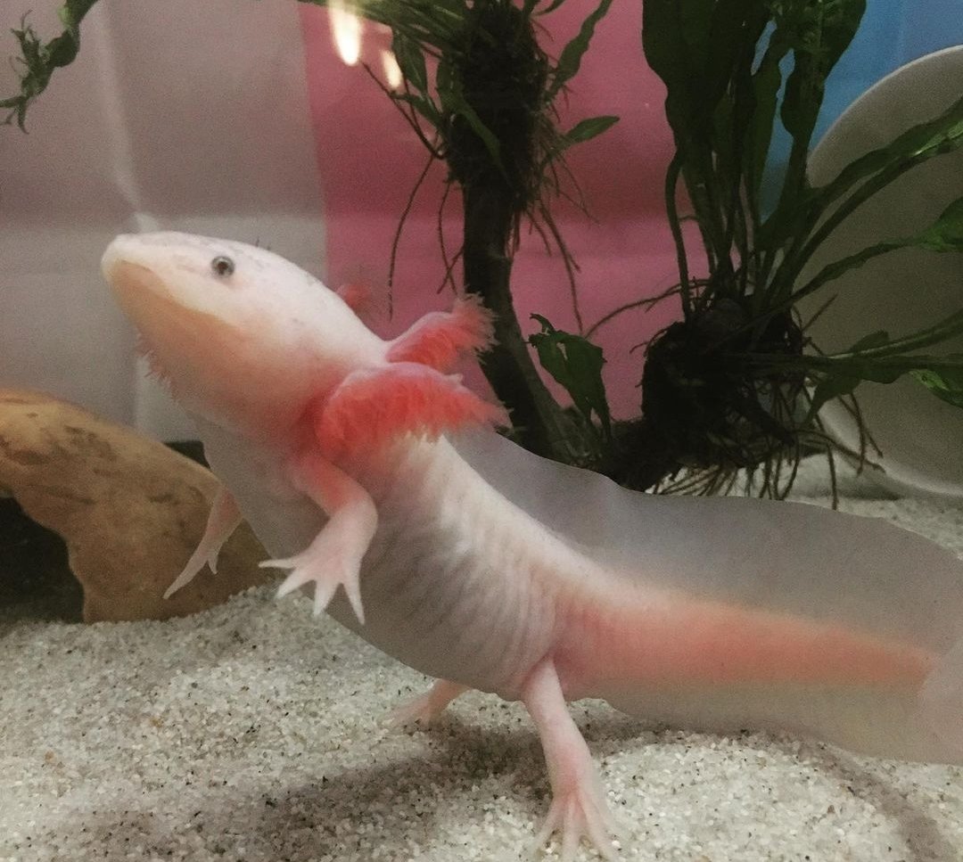 Axolotl of the day @Axolotl_Off Timeline, The Visualized Twitter ...