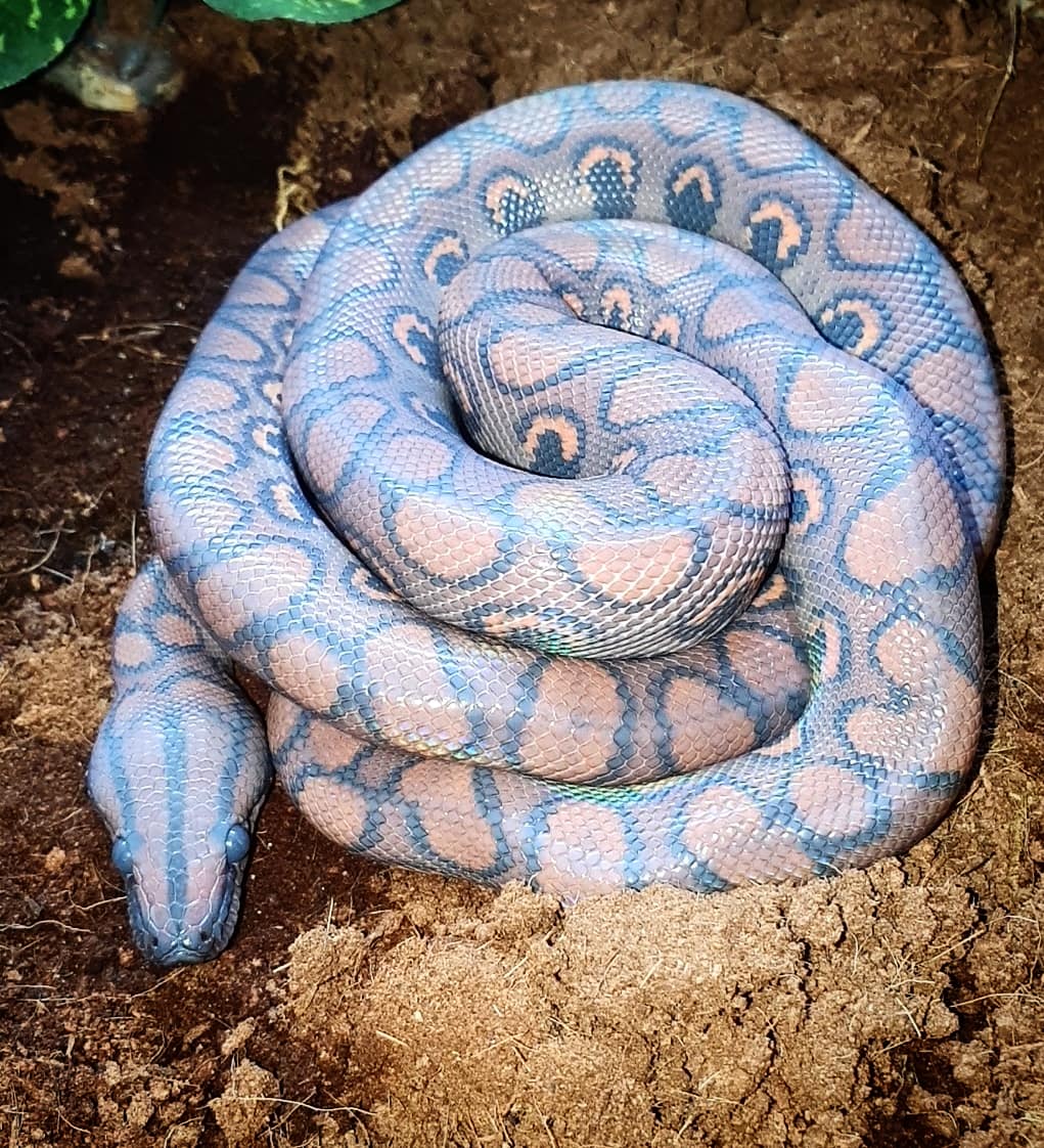 Pastel Rainbow Snake