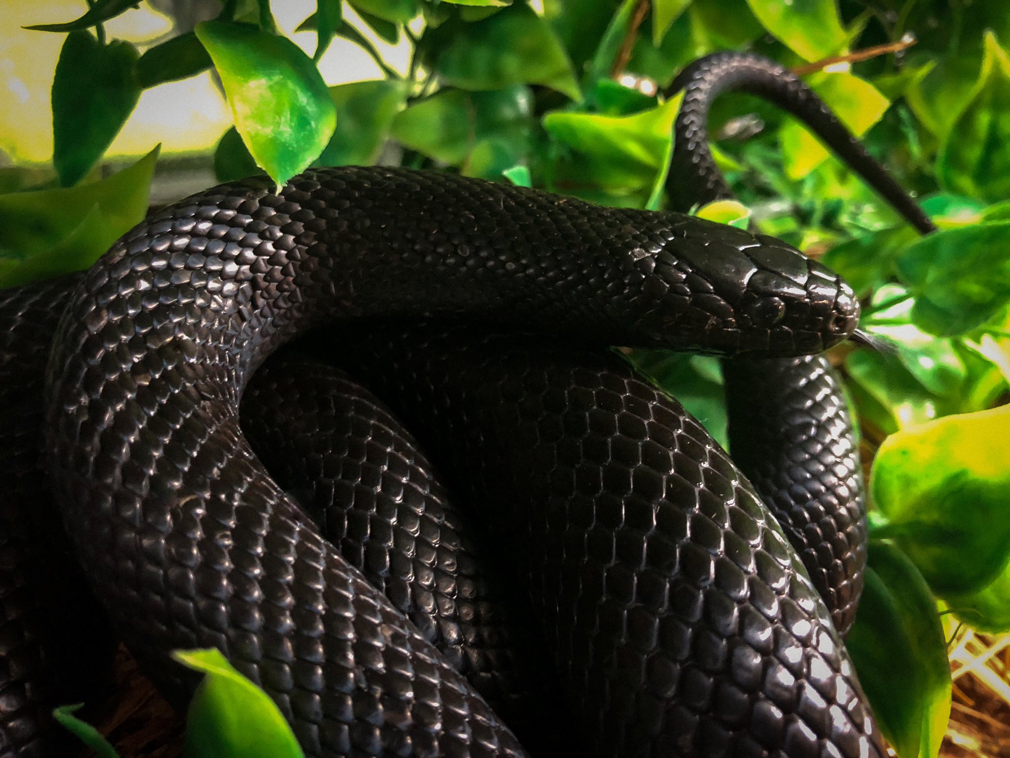 Mexican King Snake Wallpaper
