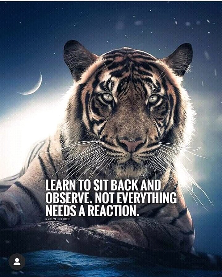 Brave Tiger Quotes Inspirational Cat Tiger Metal Wall Art Strong Brave