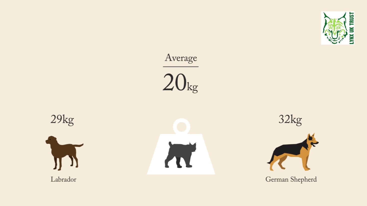 Lynx Size Comparison