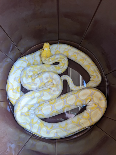 Purple Reticulated Python Morphs