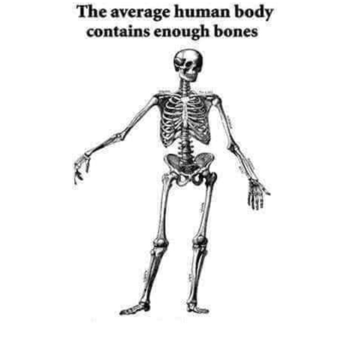 Average Person Body