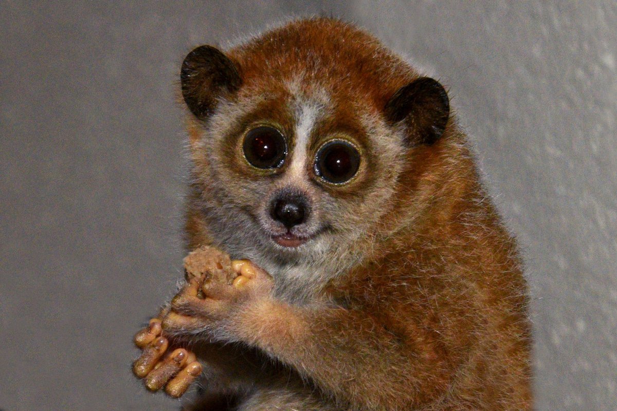 Baby Loris