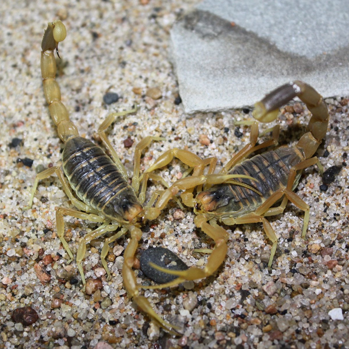 Leiurus Quinquestriatus Hebraeus