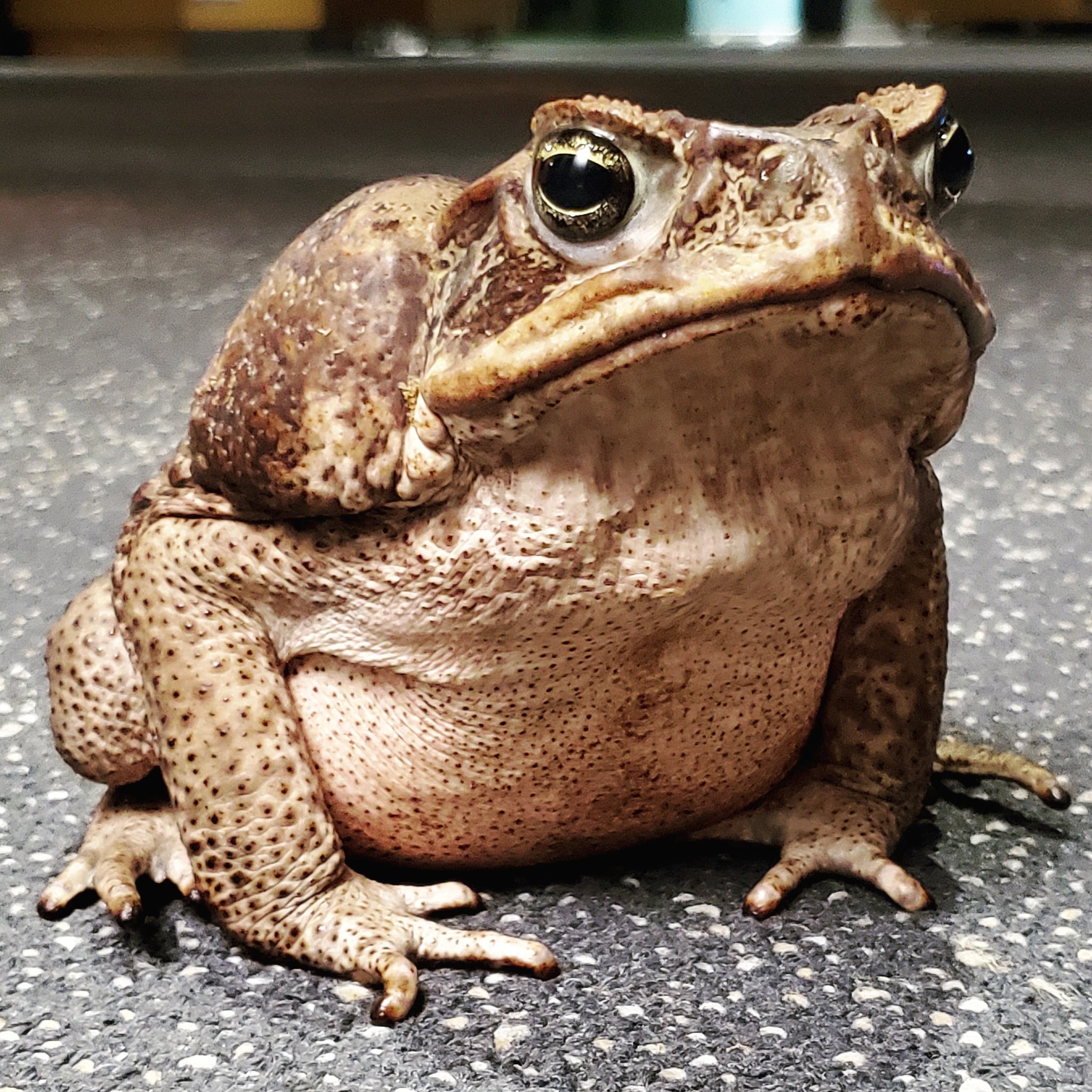 Largest Cane Toad