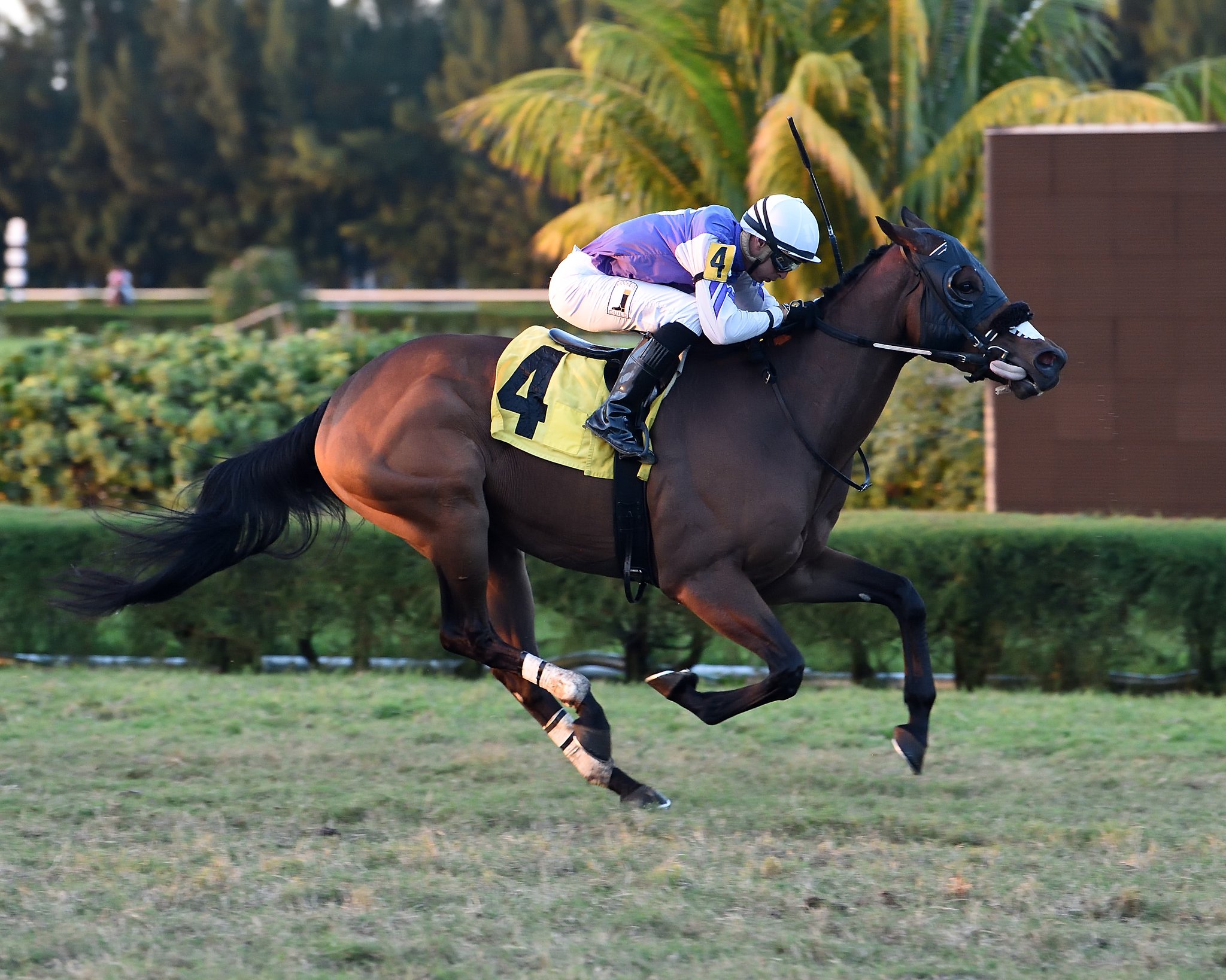 Lebron 11 Year Of The Horse