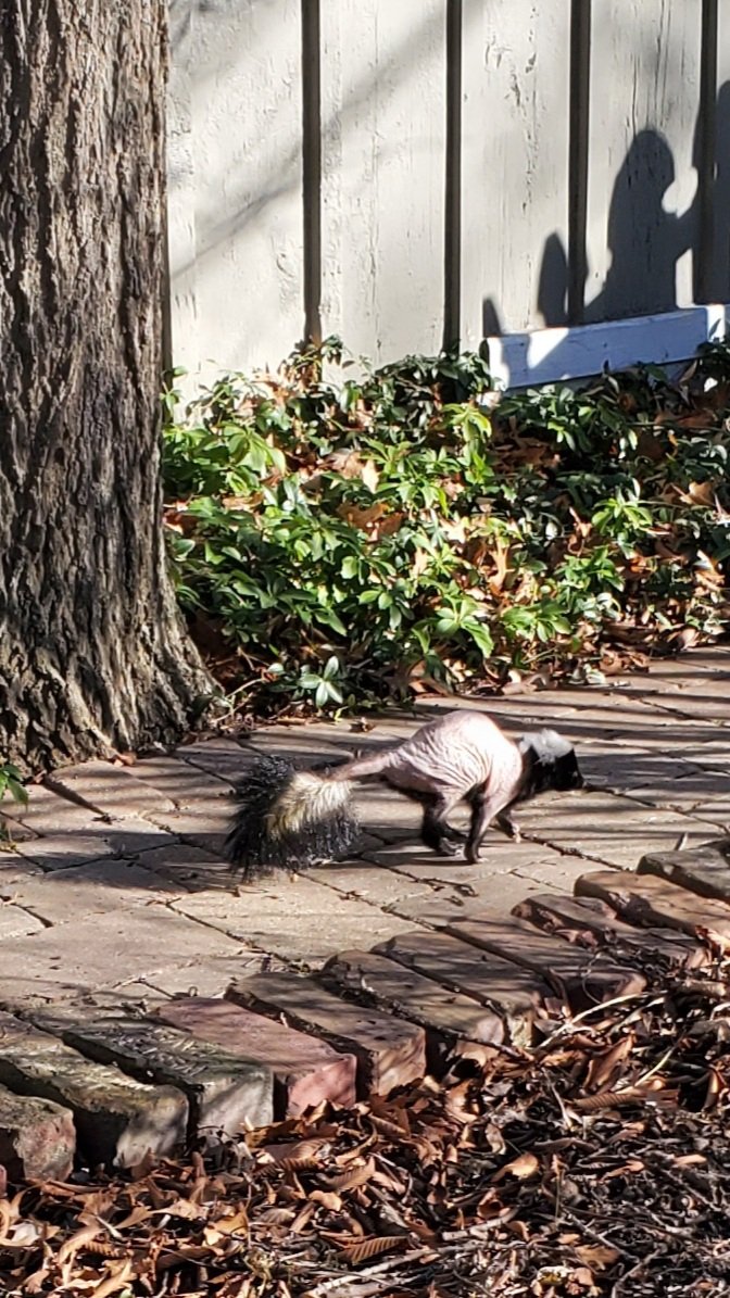 Bald Skunk