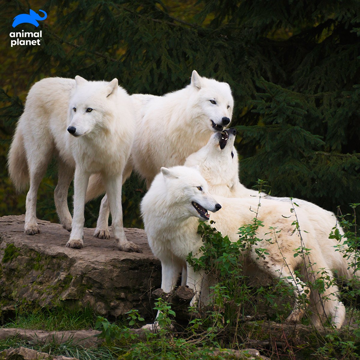 Arctic Wolf Pack