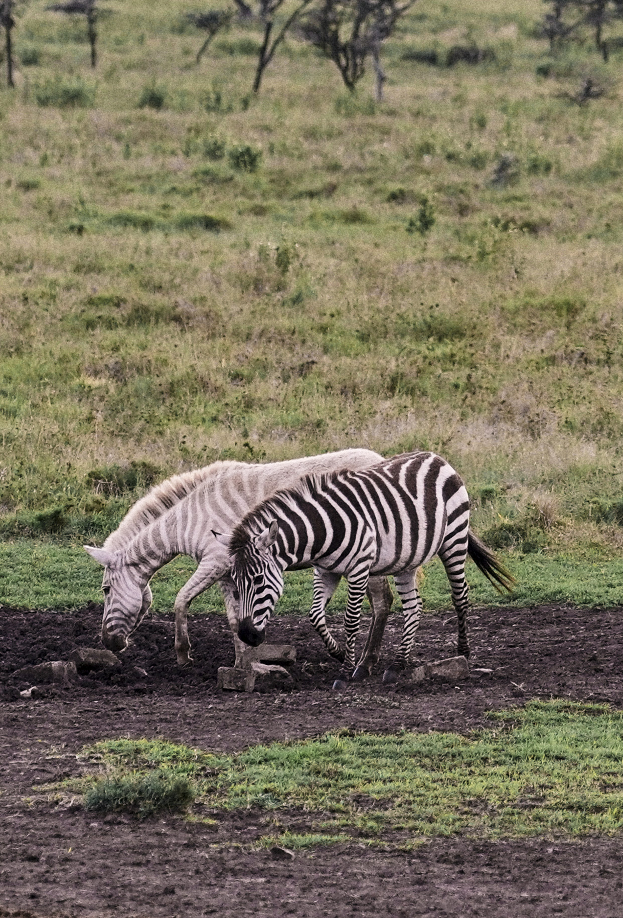 Leucistic Zebra