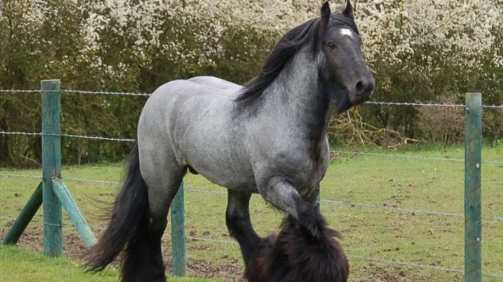 Blue Roan Horse