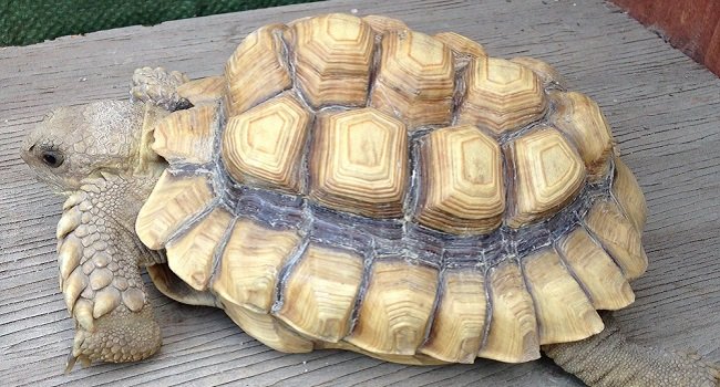 African Spurred Tortoise Pyramiding