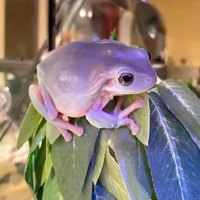 Purple Tree Frogs