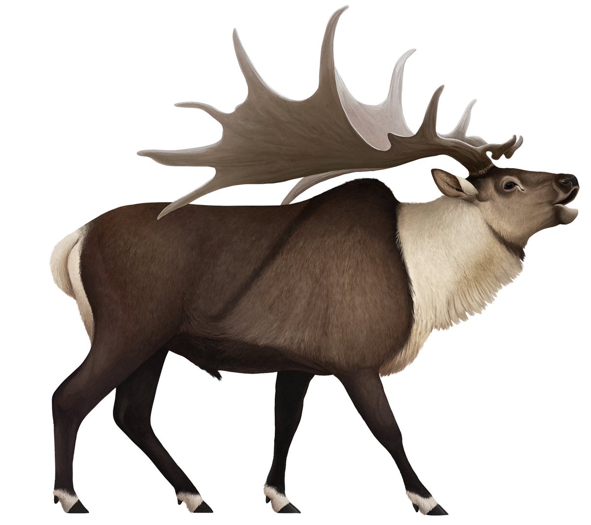 Megaloceros Pathfinder