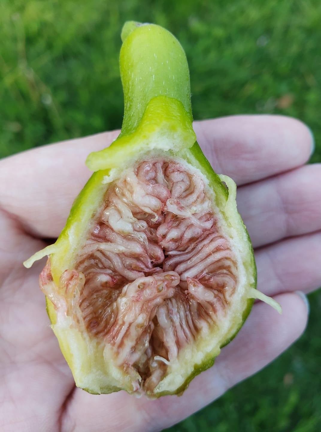 Fig Fruit Wasp
