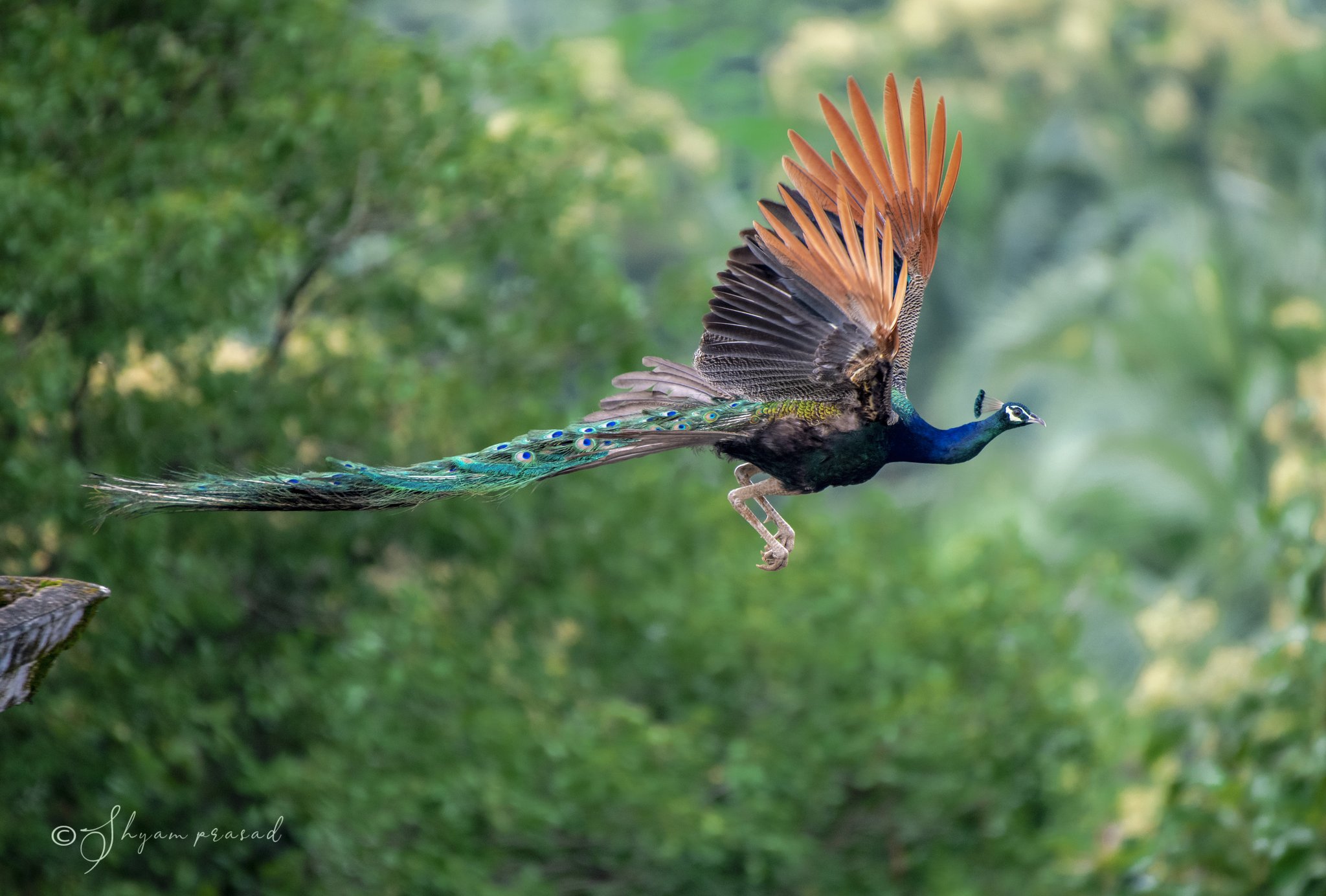 Flying Blue Peacock