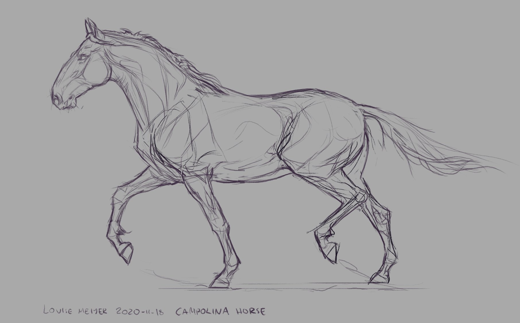 What Were Roman Horses Breeds