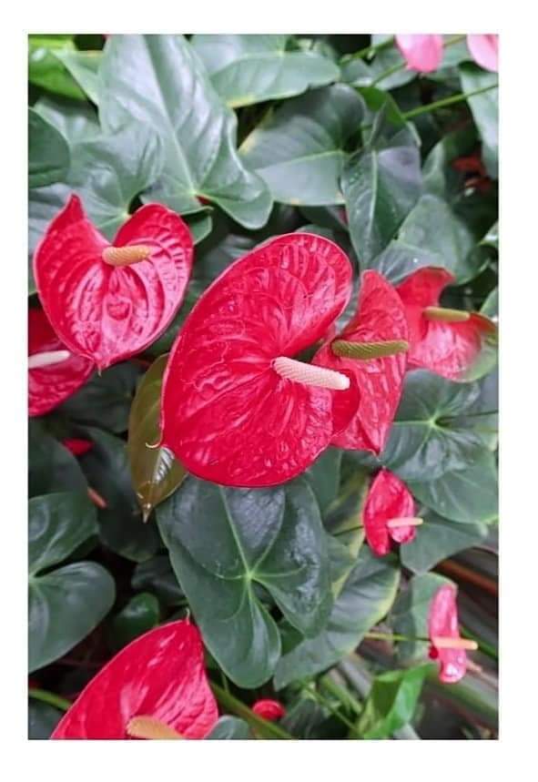 may phoo ko (@131Moa) | Twitter