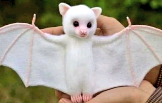 Albino Bat