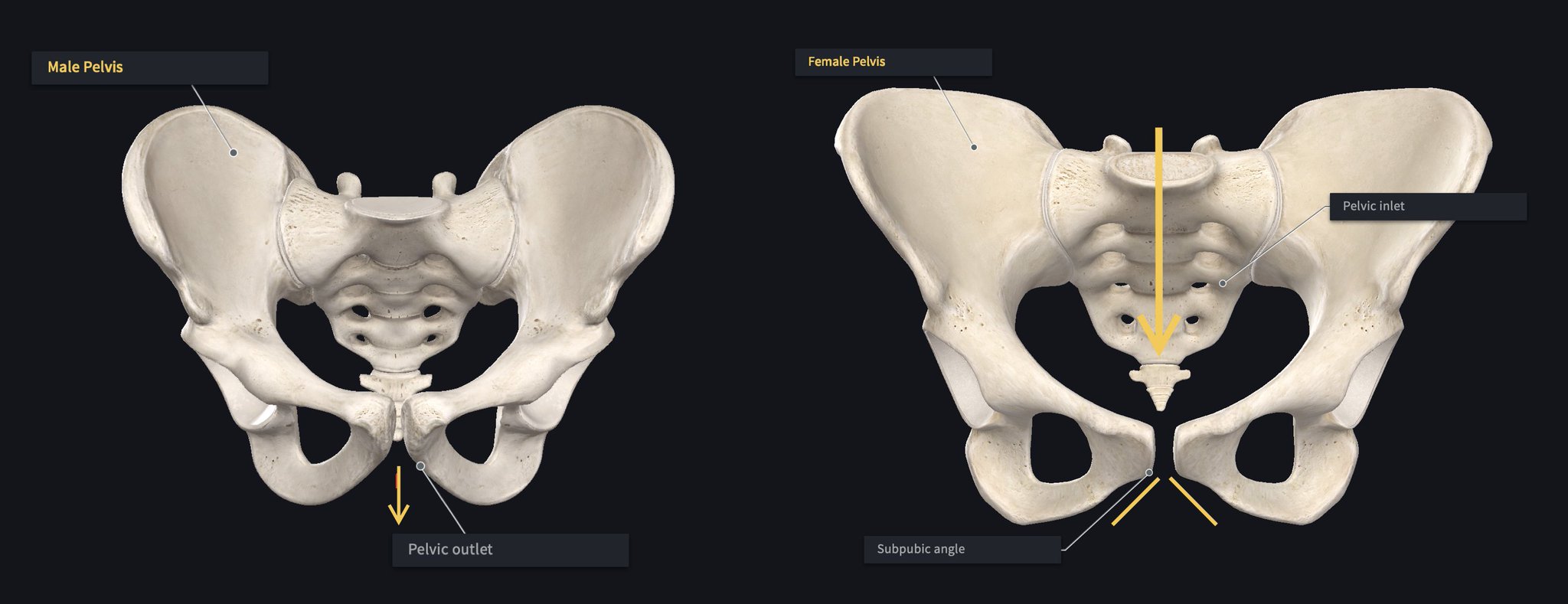 Pelvic Outlet Male Vs Female