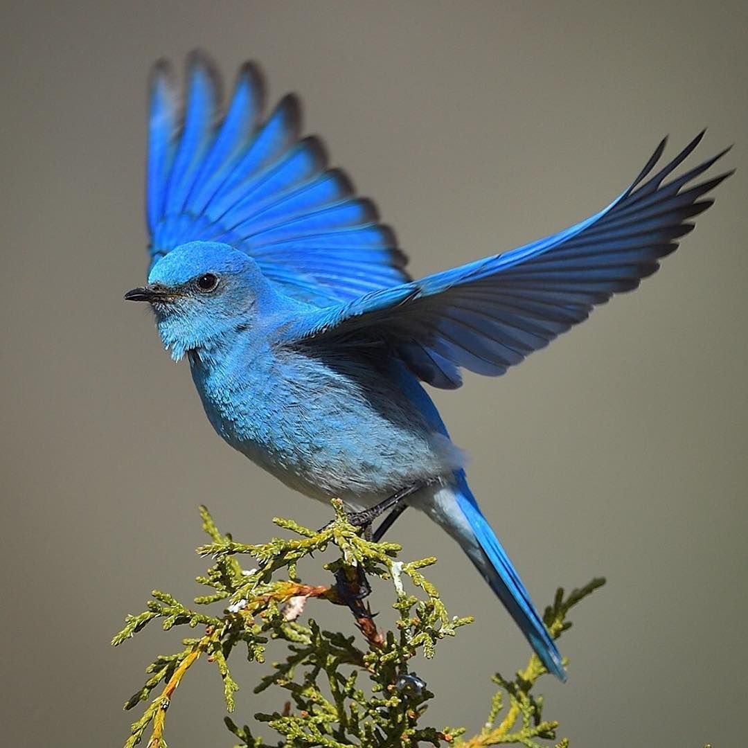 Mountain Blue Bird Flying