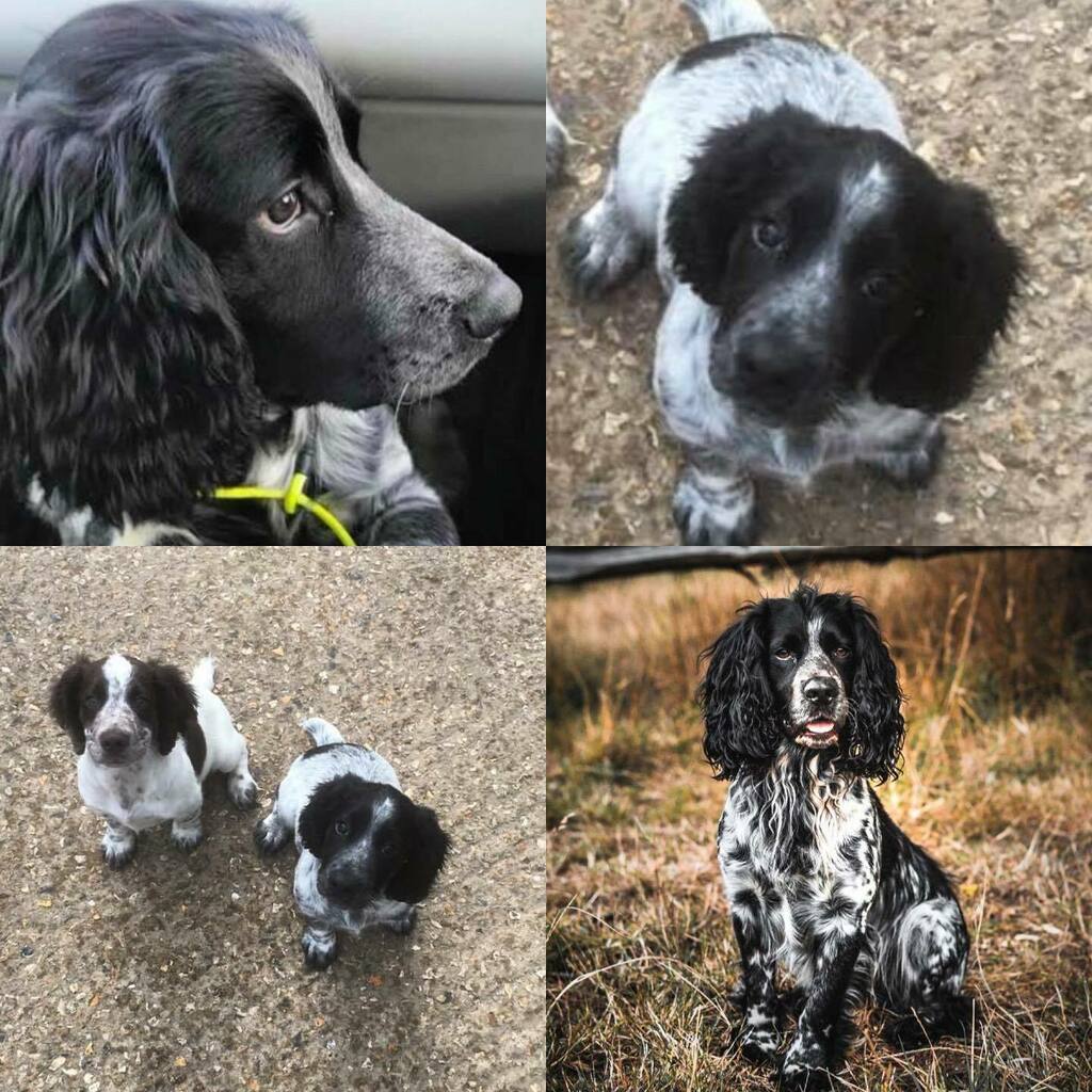 What Kind Is James Martins Dog