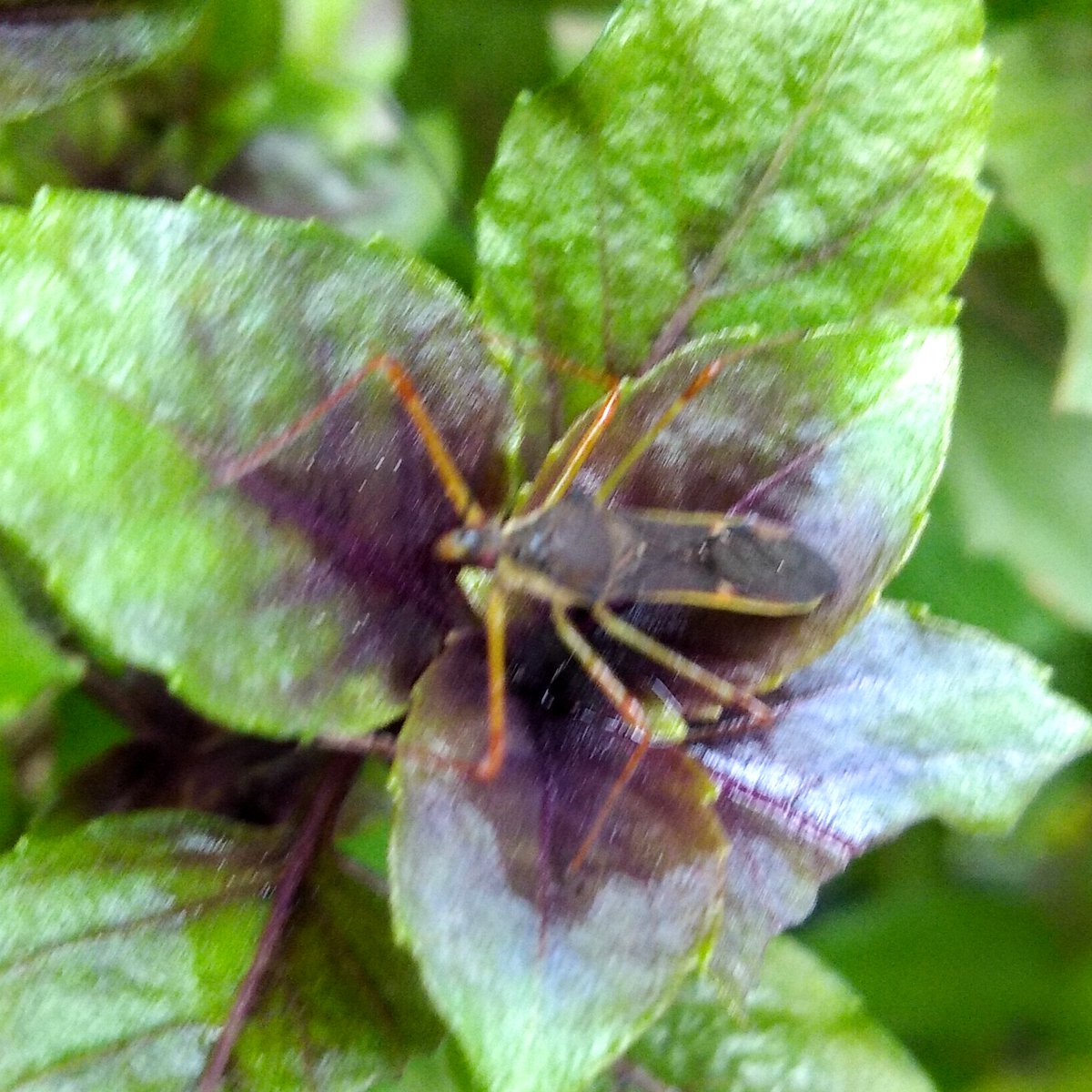 Bug on basil, found in Brazil. : r/whatsthisbug