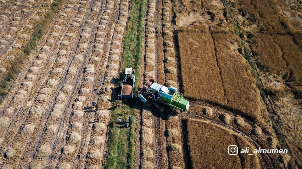 Harvest of Iraqi rice in Najaf as production soars this year and ...