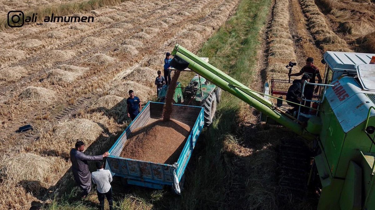 Harvest of Iraqi rice in Najaf as production soars this year and ...