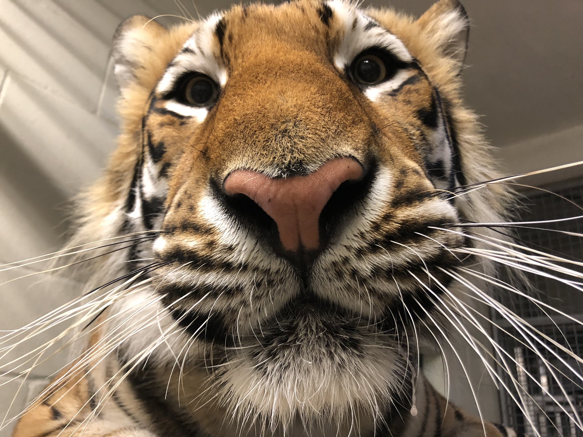Mean Tiger Face