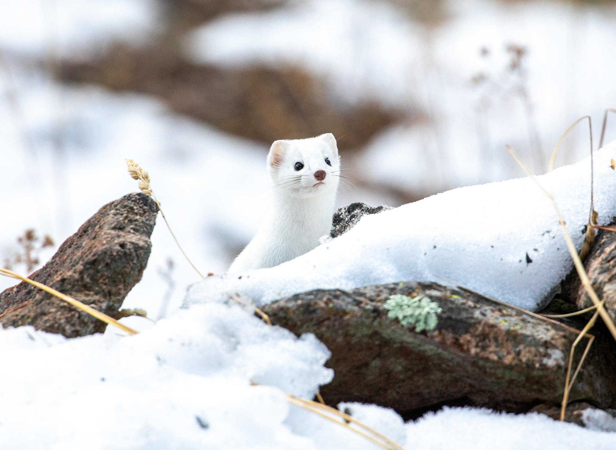 Ermine In The Tundra